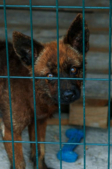 How to Use Treats to Address Common Behavior Issues in Dogs